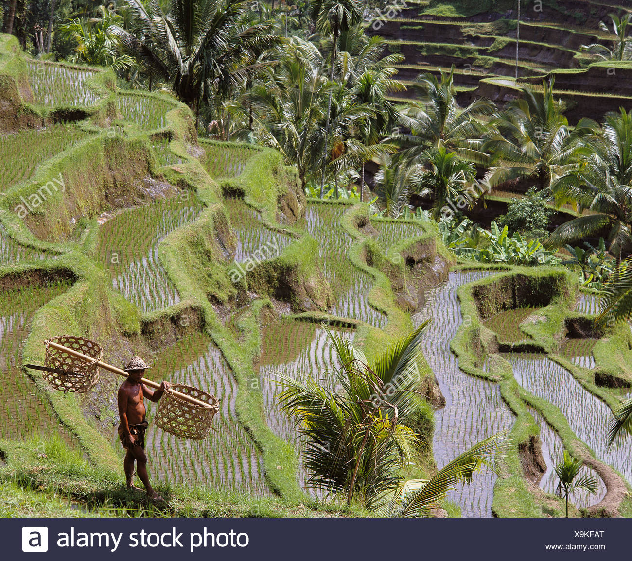 Rice Planters High Resolution Stock Photography and Images - Alamy
