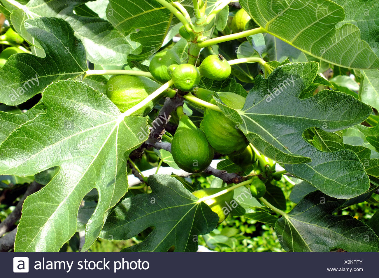 Common Fig Tree High Resolution Stock Photography and Images - Alamy