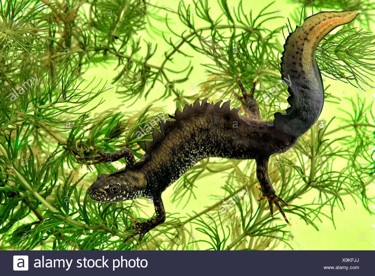 Great Crested Newt Uk High Resolution Stock Photography and Images - Alamy