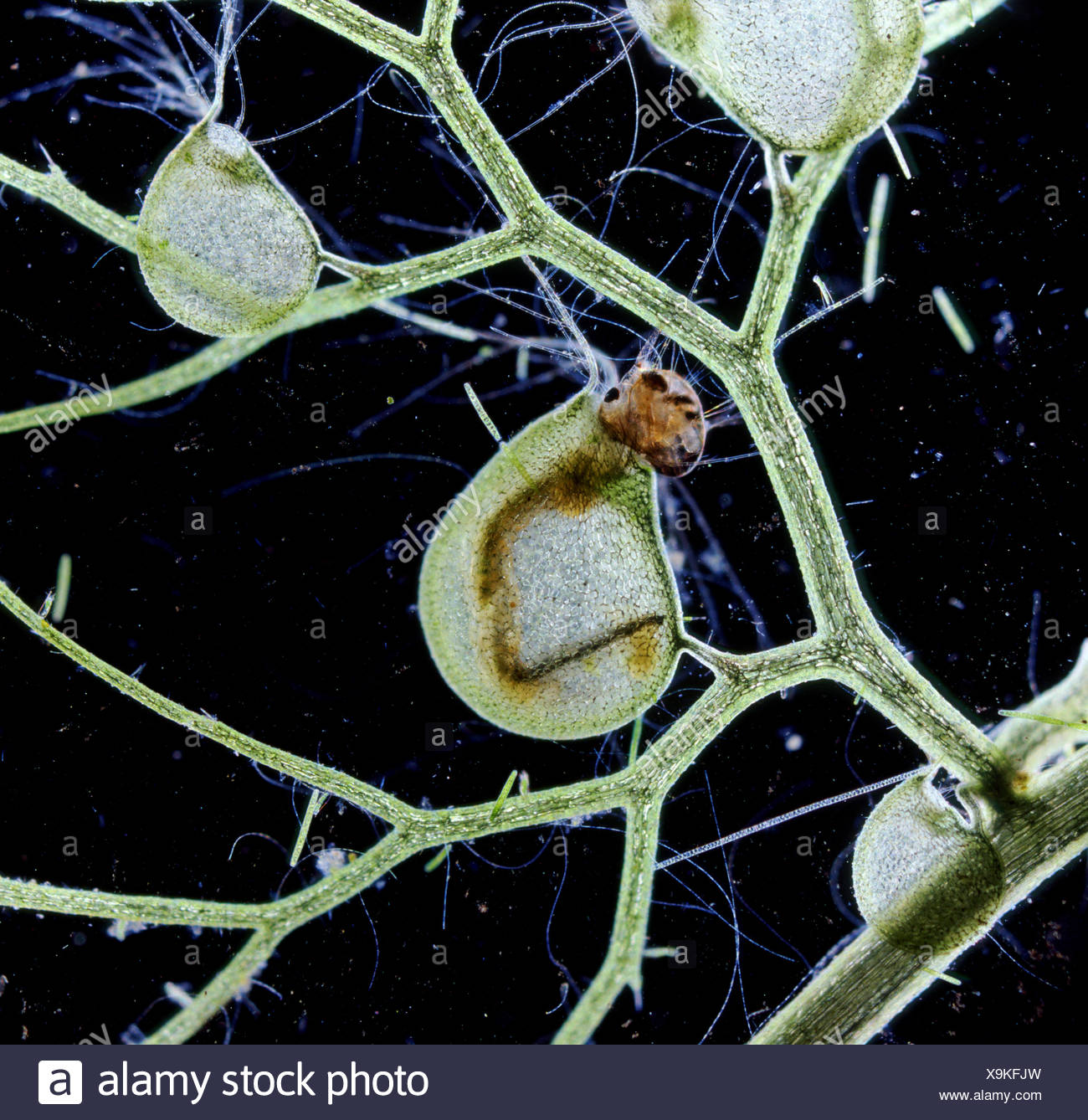 Bladderwort Plants Stock Photos & Bladderwort Plants Stock Images - Alamy