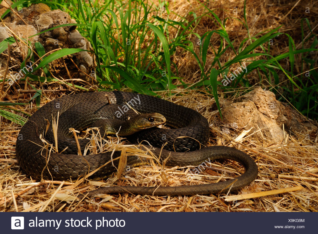 Venomous Snakes Of Greece High Resolution Stock Photography and Images ...