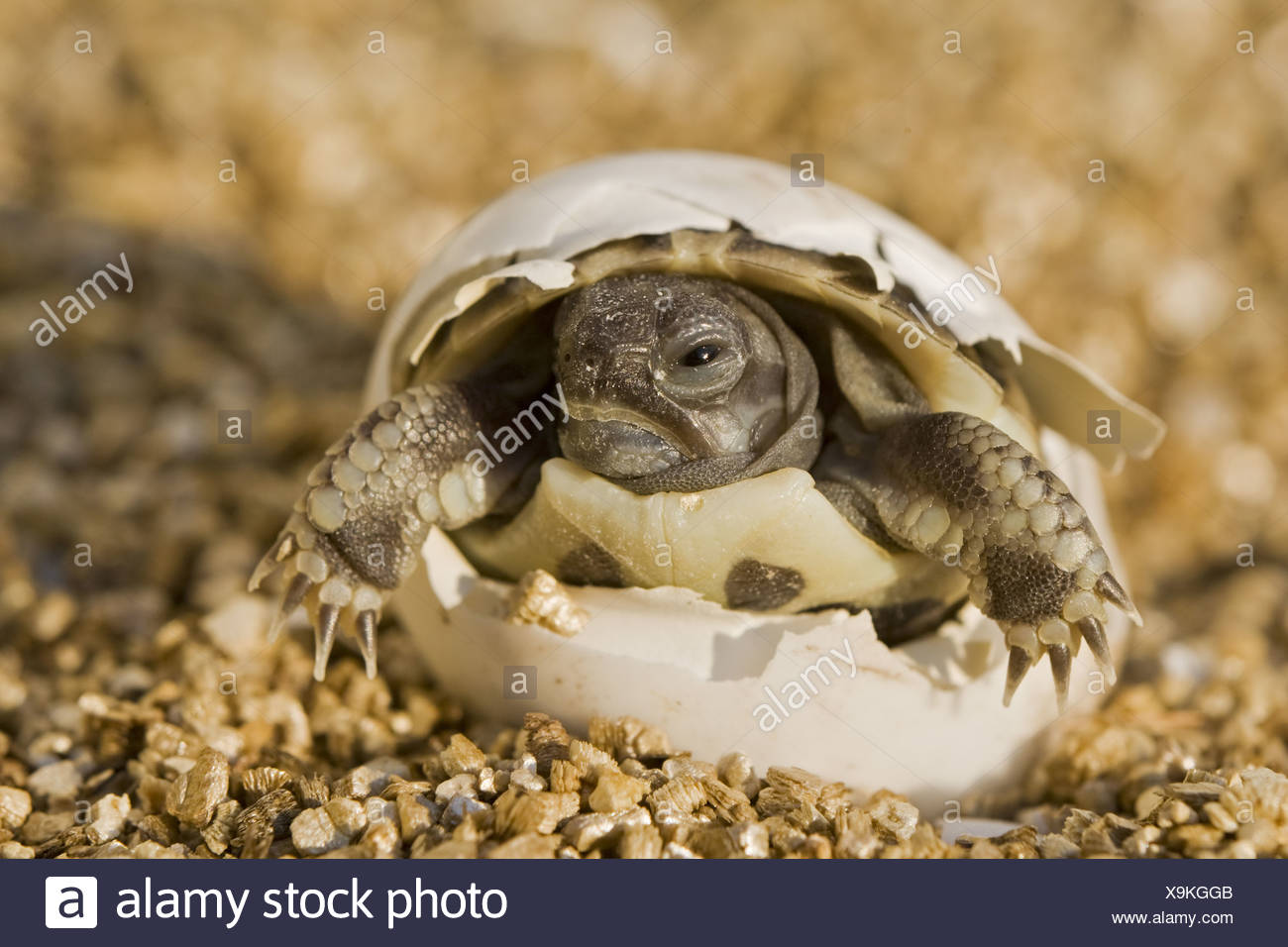 Tortoise Egg High Resolution Stock Photography and Images - Alamy
