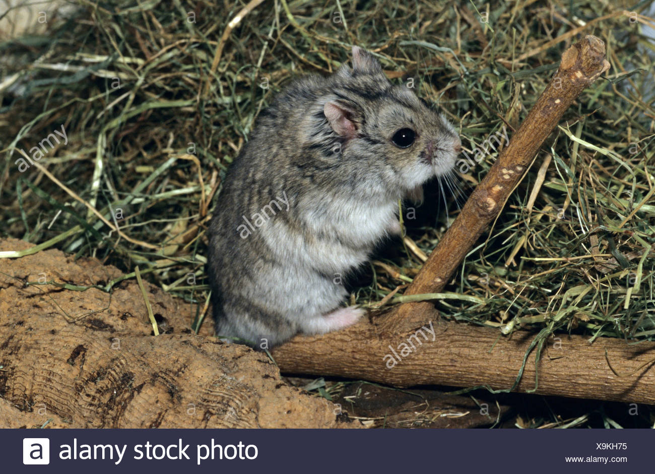 Desert Hamster High Resolution Stock Photography and Images - Alamy