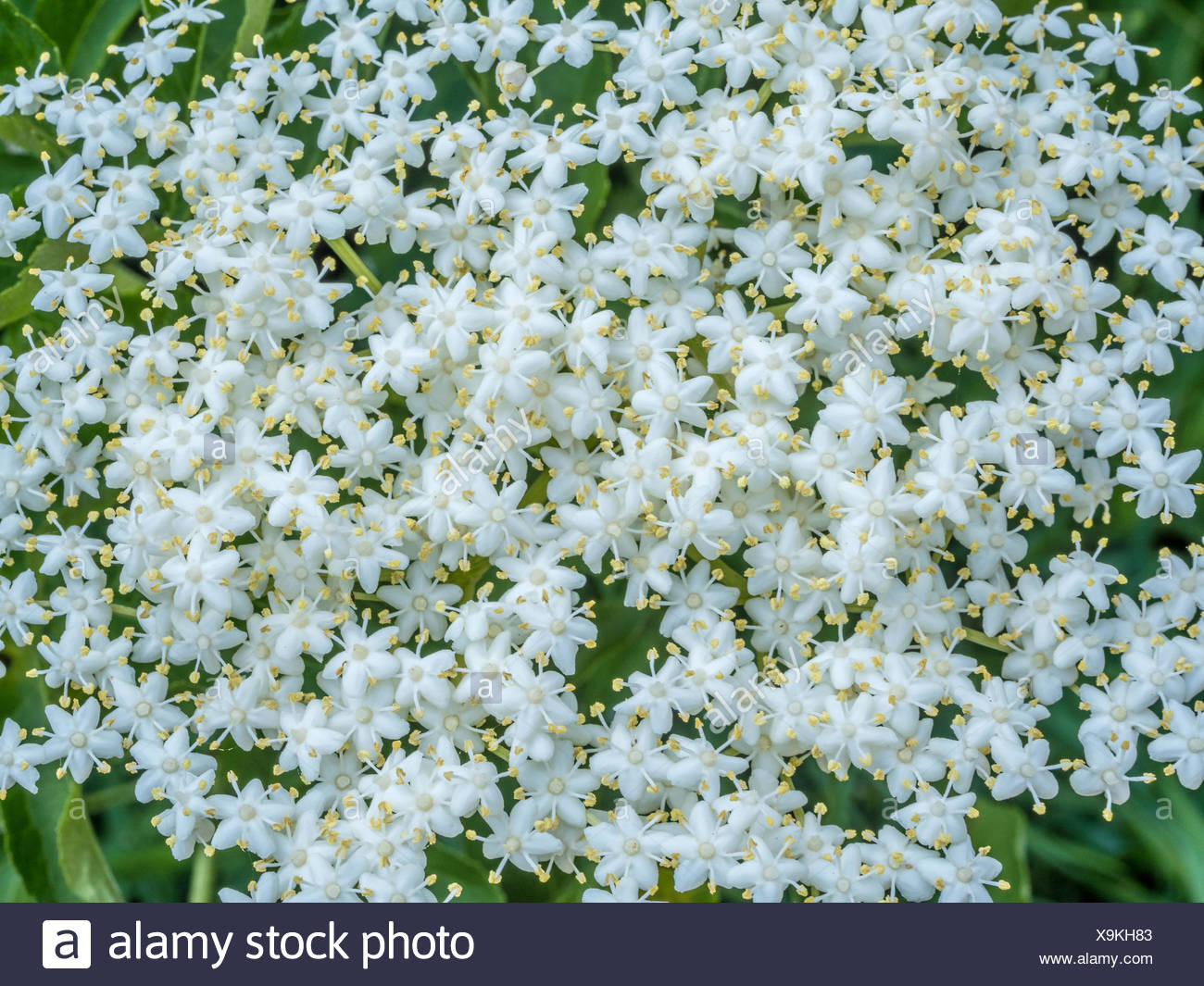 Holunder Strauch High Resolution Stock Photography and Images - Alamy