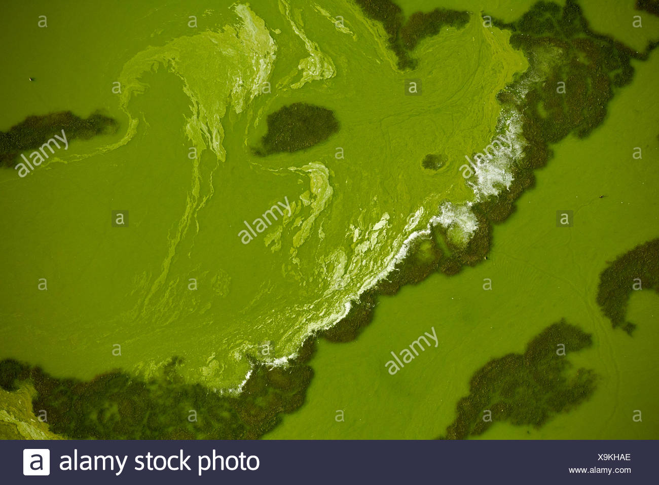 Aerial Algae High Resolution Stock Photography and Images - Alamy