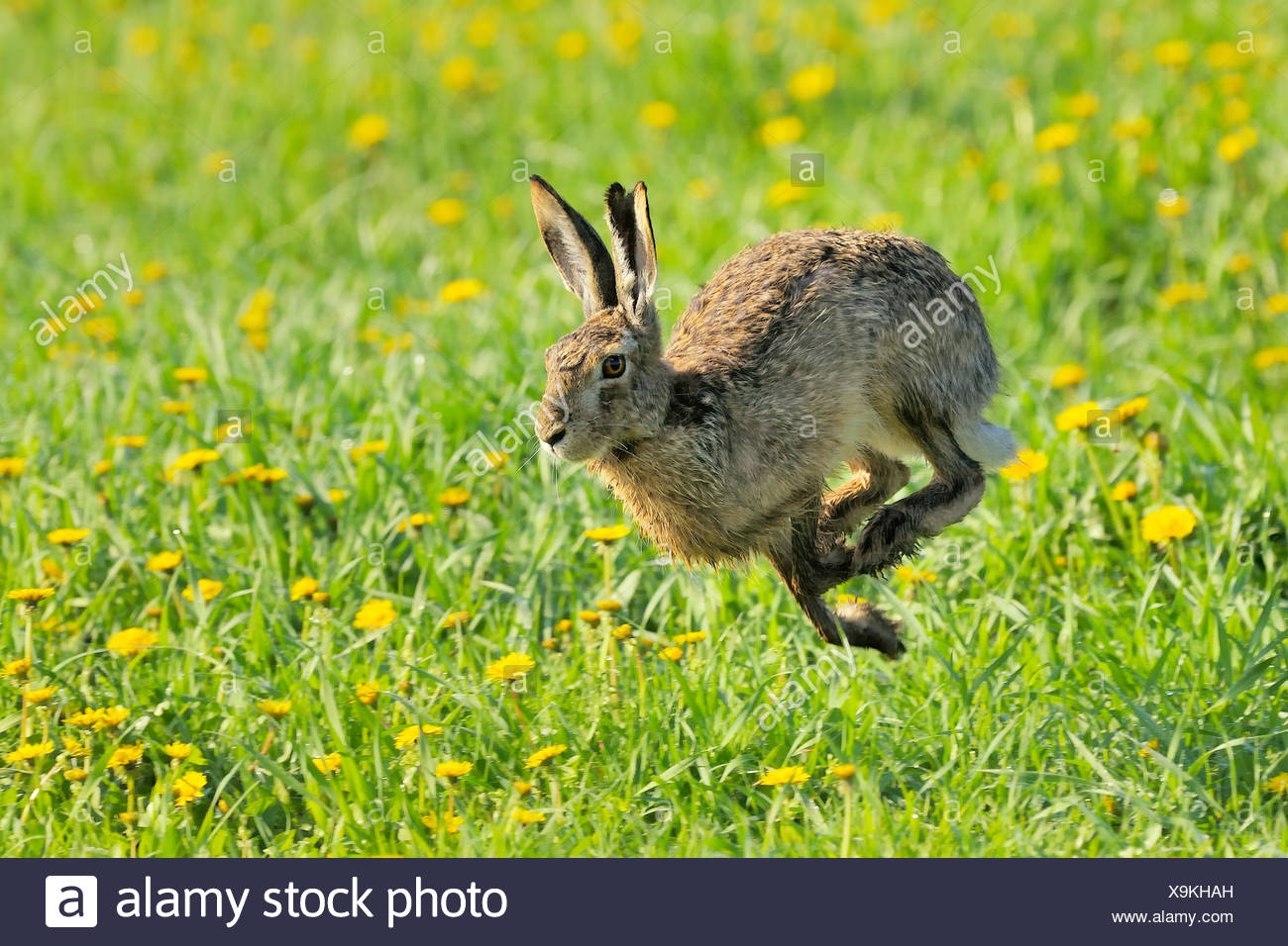 Hare Running High Resolution Stock Photography and Images - Alamy
