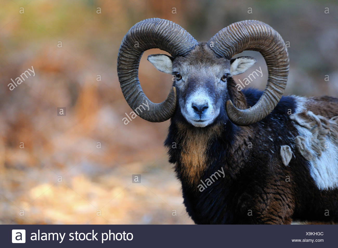 Goat Ram Horns High Resolution Stock Photography and Images - Alamy