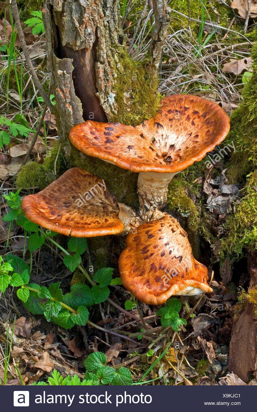 Pheasants Back Mushroom High Resolution Stock Photography and Images ...