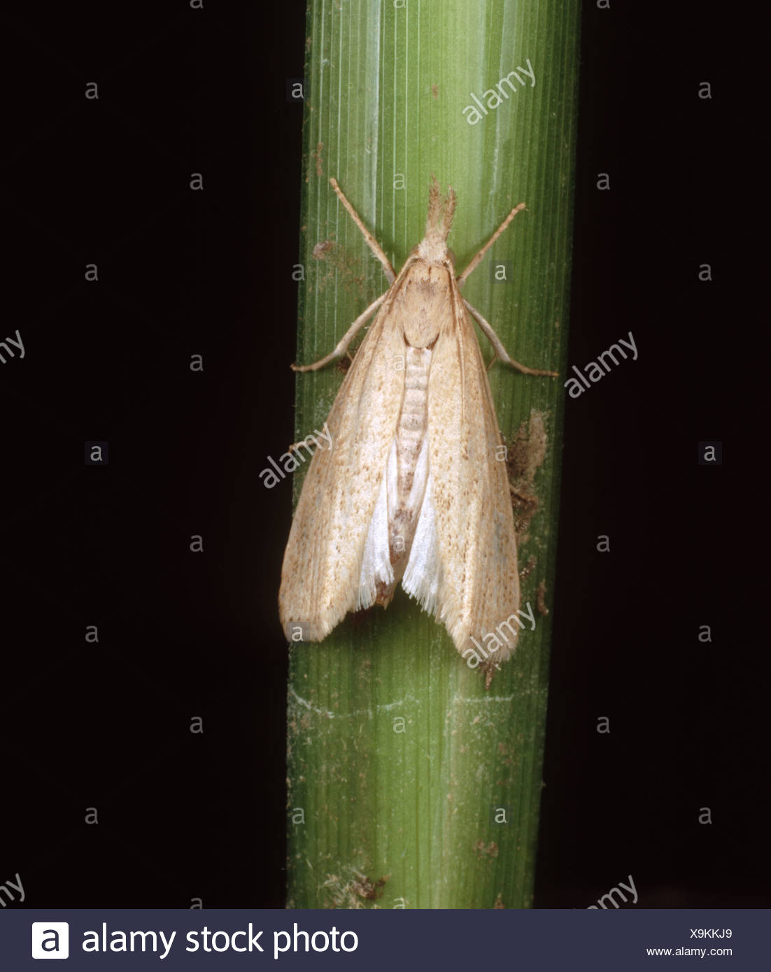 Borer Moth Stock Photos & Borer Moth Stock Images - Alamy
