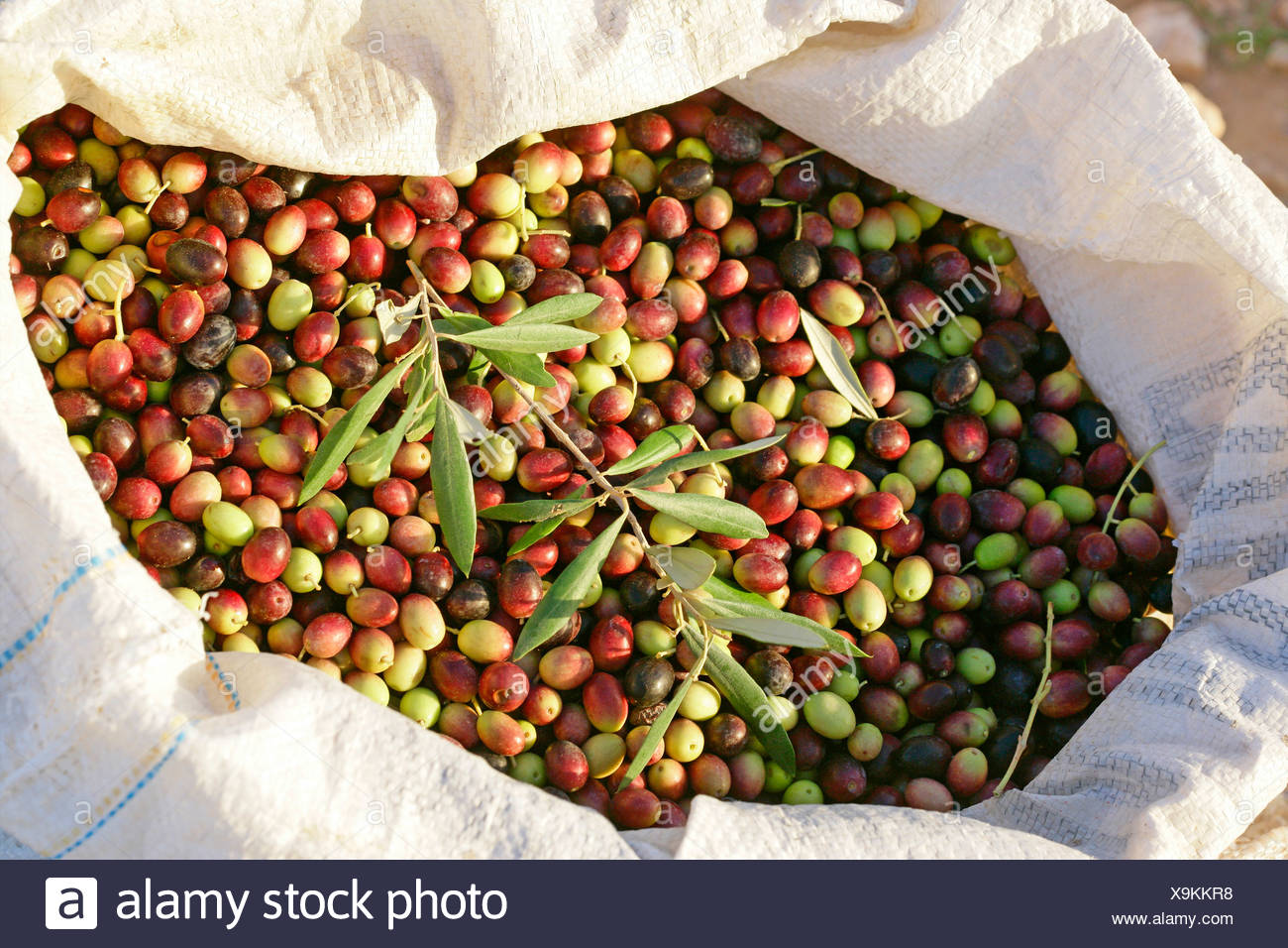 Olive Harvest High Resolution Stock Photography and Images - Alamy