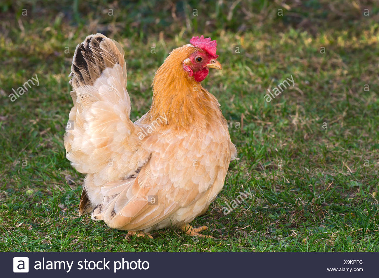 Japanese Bantam Chicken High Resolution Stock Photography and Images ...