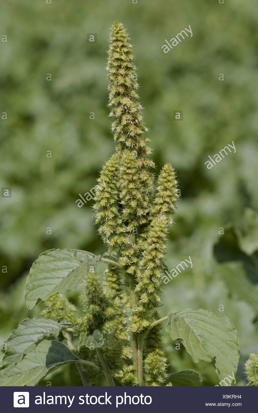 Amaranth Amaranthus Retroflexus Stock Photos & Amaranth Amaranthus ...