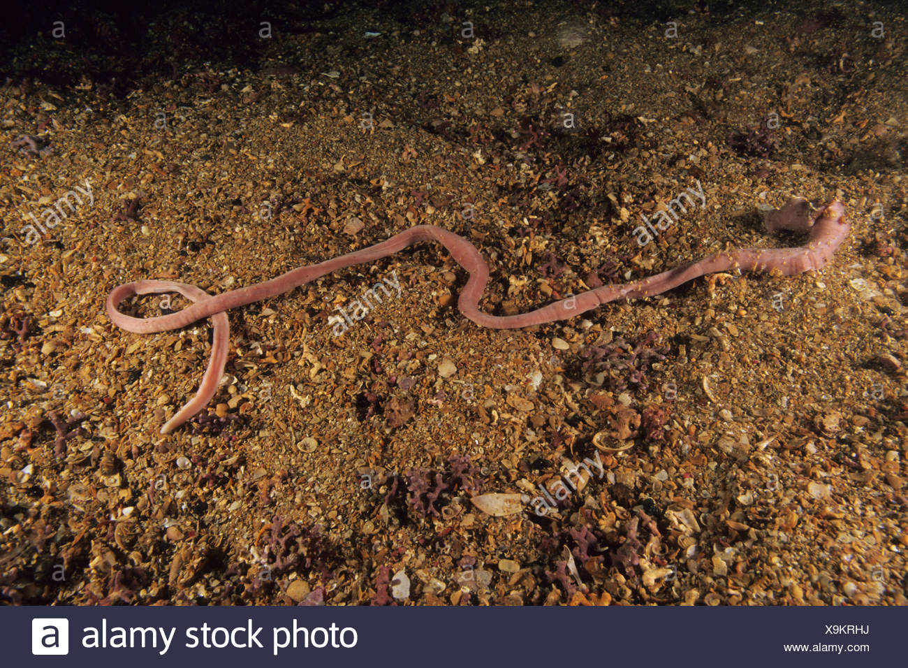 Nemertea High Resolution Stock Photography and Images - Alamy