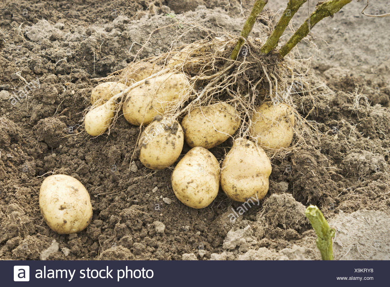 Tubers Plant Stock Photos & Tubers Plant Stock Images - Alamy