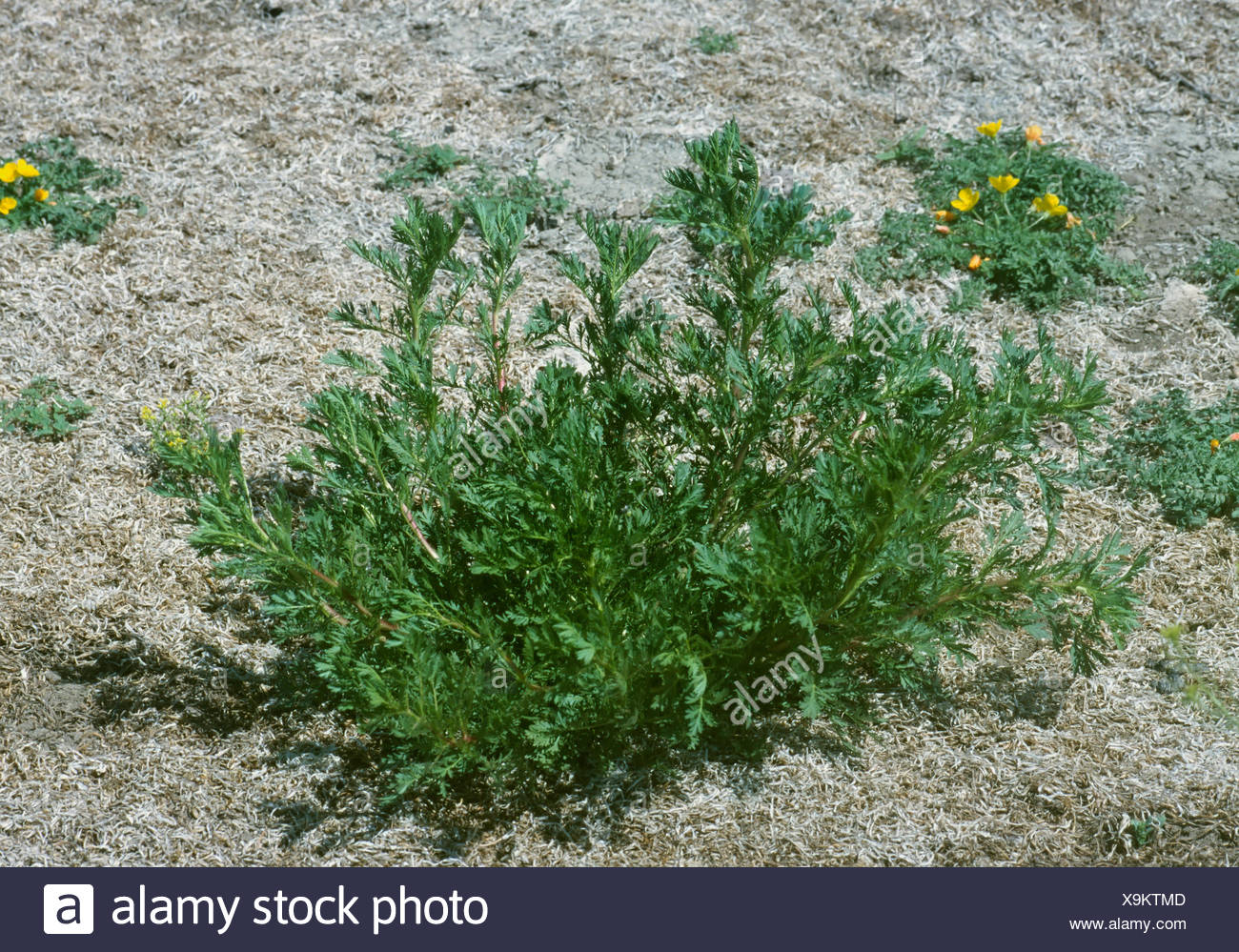 American Wormwood Stock Photos & American Wormwood Stock Images - Alamy