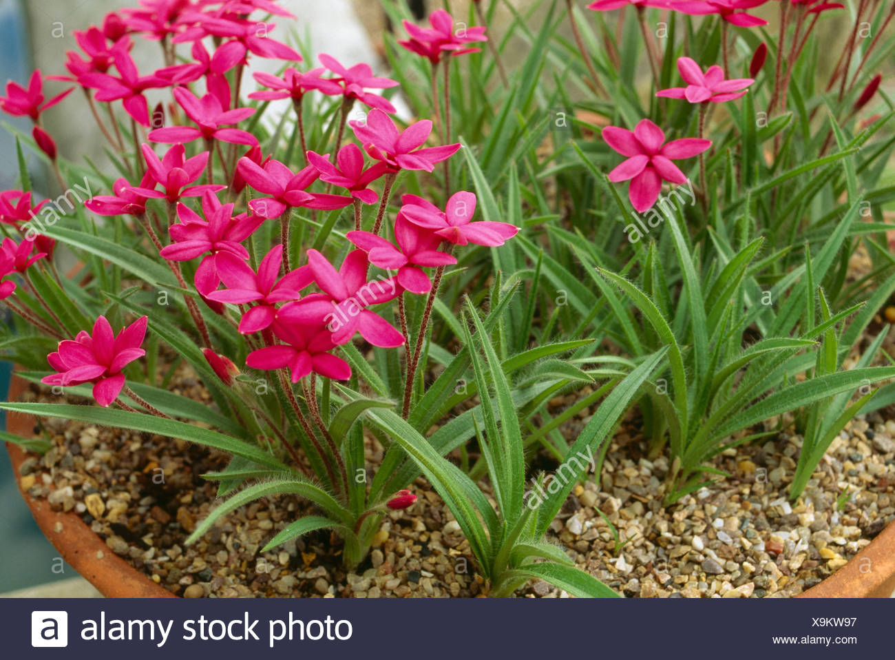 Rhodohypoxis High Resolution Stock Photography and Images - Alamy