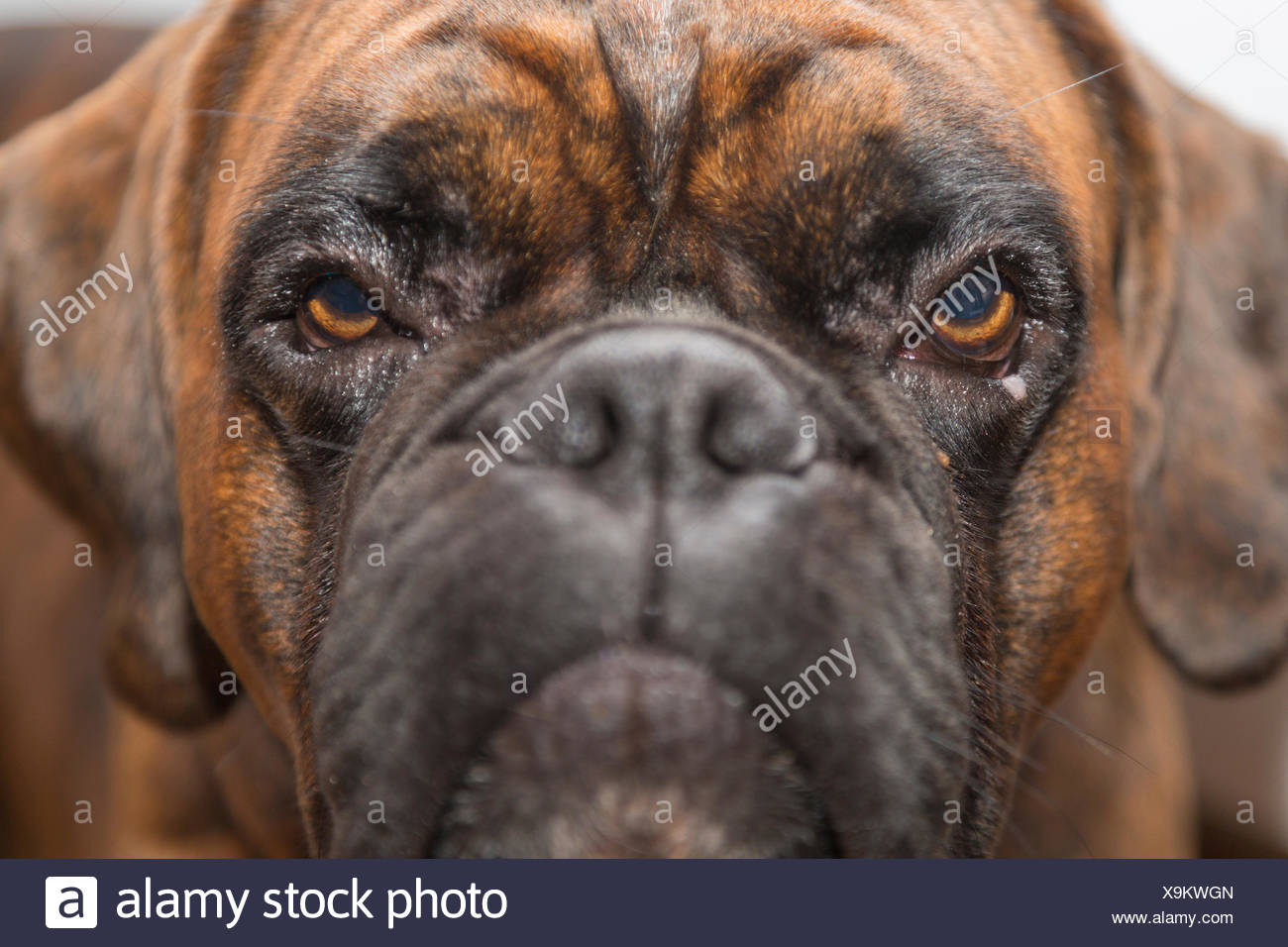 Dog Boxer Nose High Resolution Stock Photography and Images - Alamy