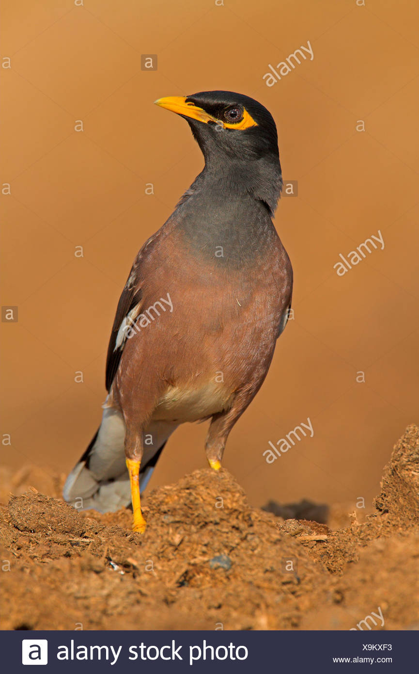 Mynahs High Resolution Stock Photography and Images - Alamy