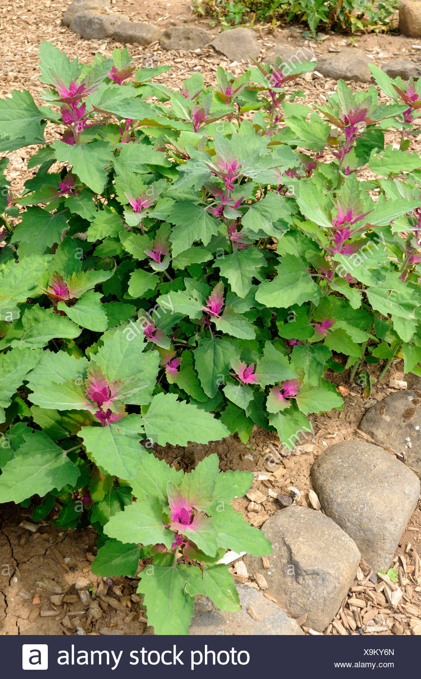 Tree Spinach Stock Photos & Tree Spinach Stock Images - Alamy