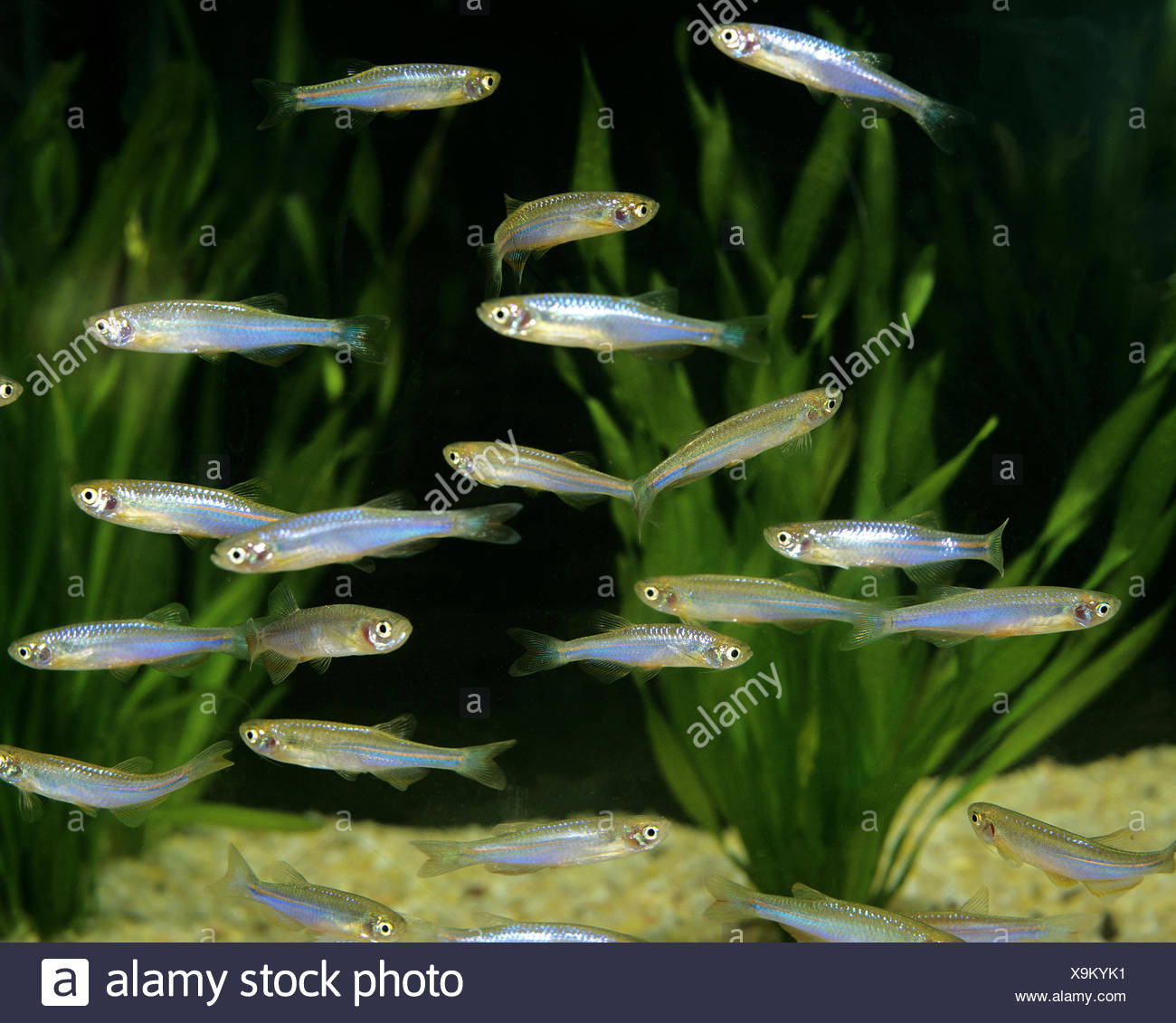 Danios Stock Photos & Danios Stock Images - Alamy