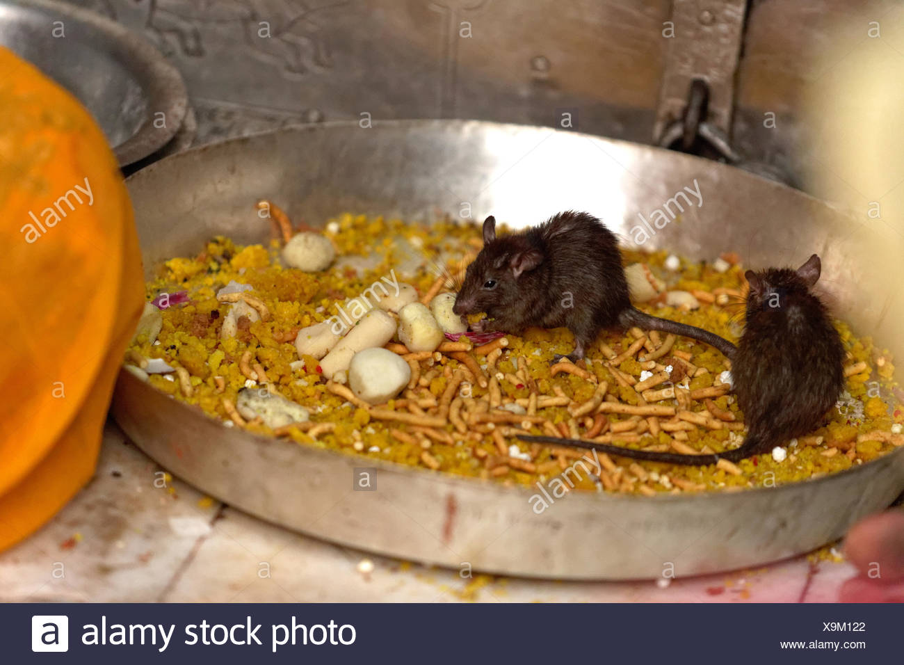 Rats Eating High Resolution Stock Photography and Images - Alamy
