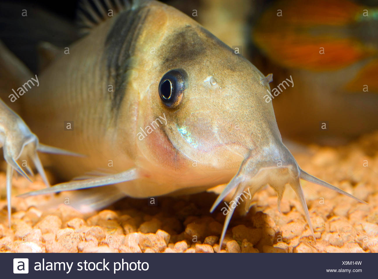 Corydoras Virginiae High Resolution Stock Photography and Images - Alamy