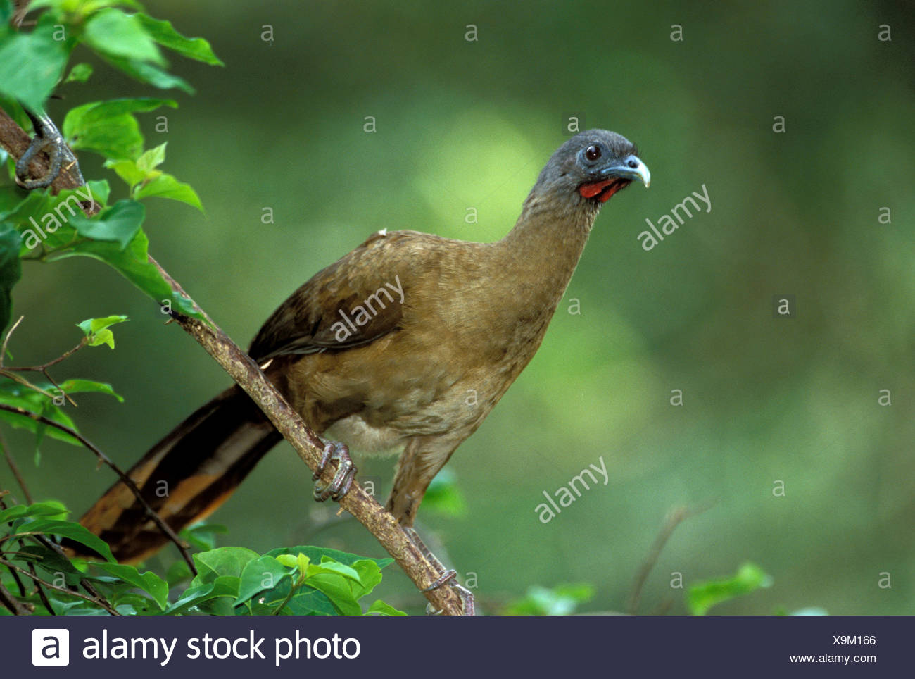 Birds Tobago Stock Photos & Birds Tobago Stock Images - Alamy