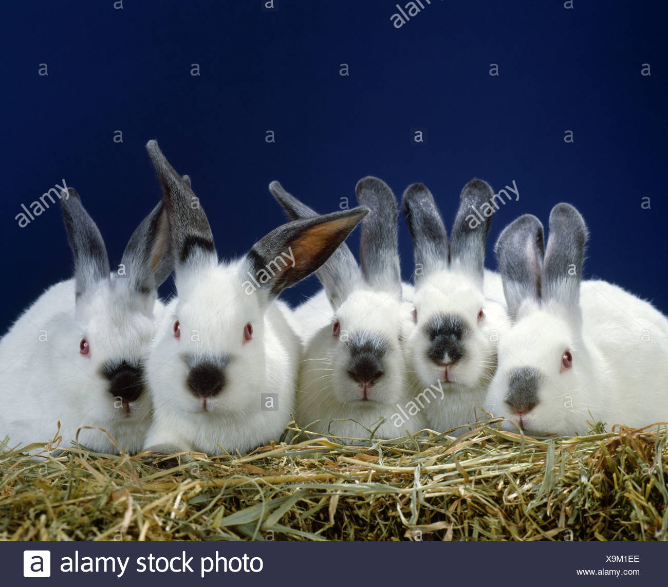 Front Facing Rabbit Stock Photos & Front Facing Rabbit Stock Images - Alamy