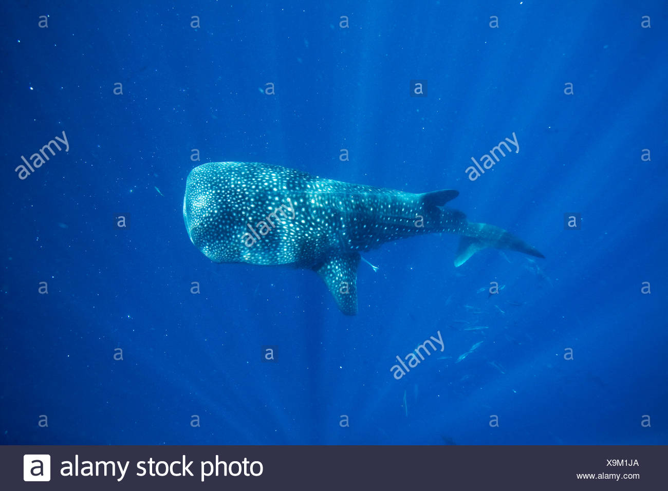 Shark Fin Bay High Resolution Stock Photography and Images - Alamy