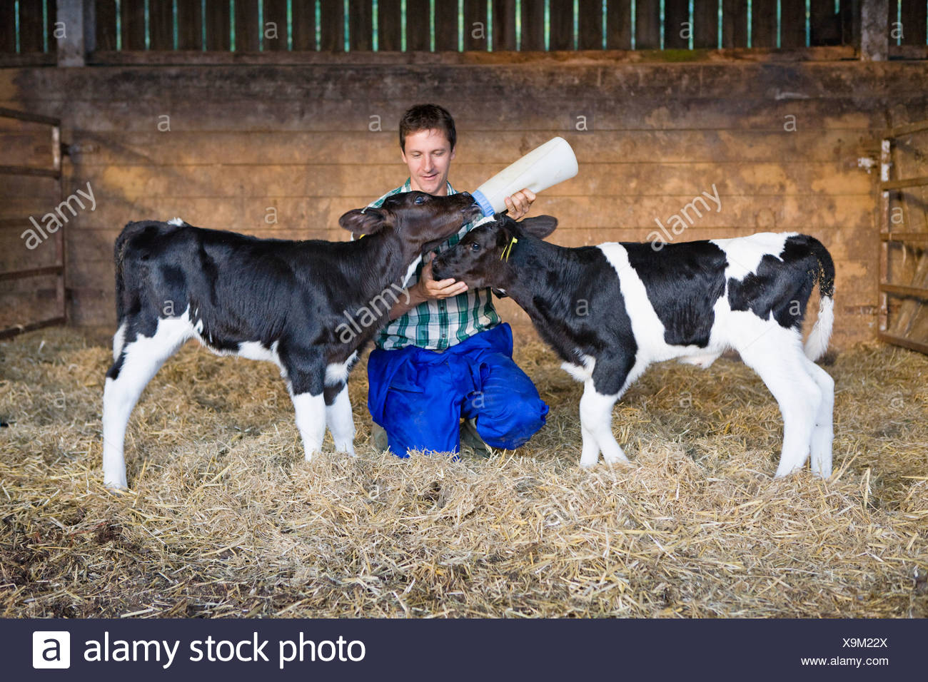 Calf Rearing Stock Photos & Calf Rearing Stock Images - Alamy