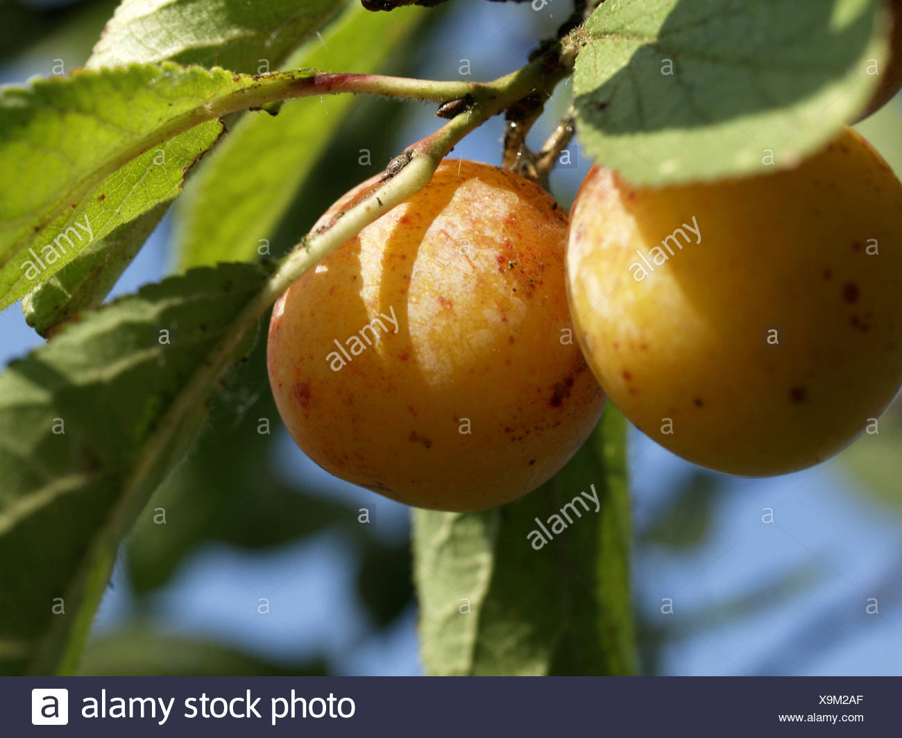 Mirabelle Prune Prunus Domestica Stock Photos & Mirabelle Prune Prunus ...