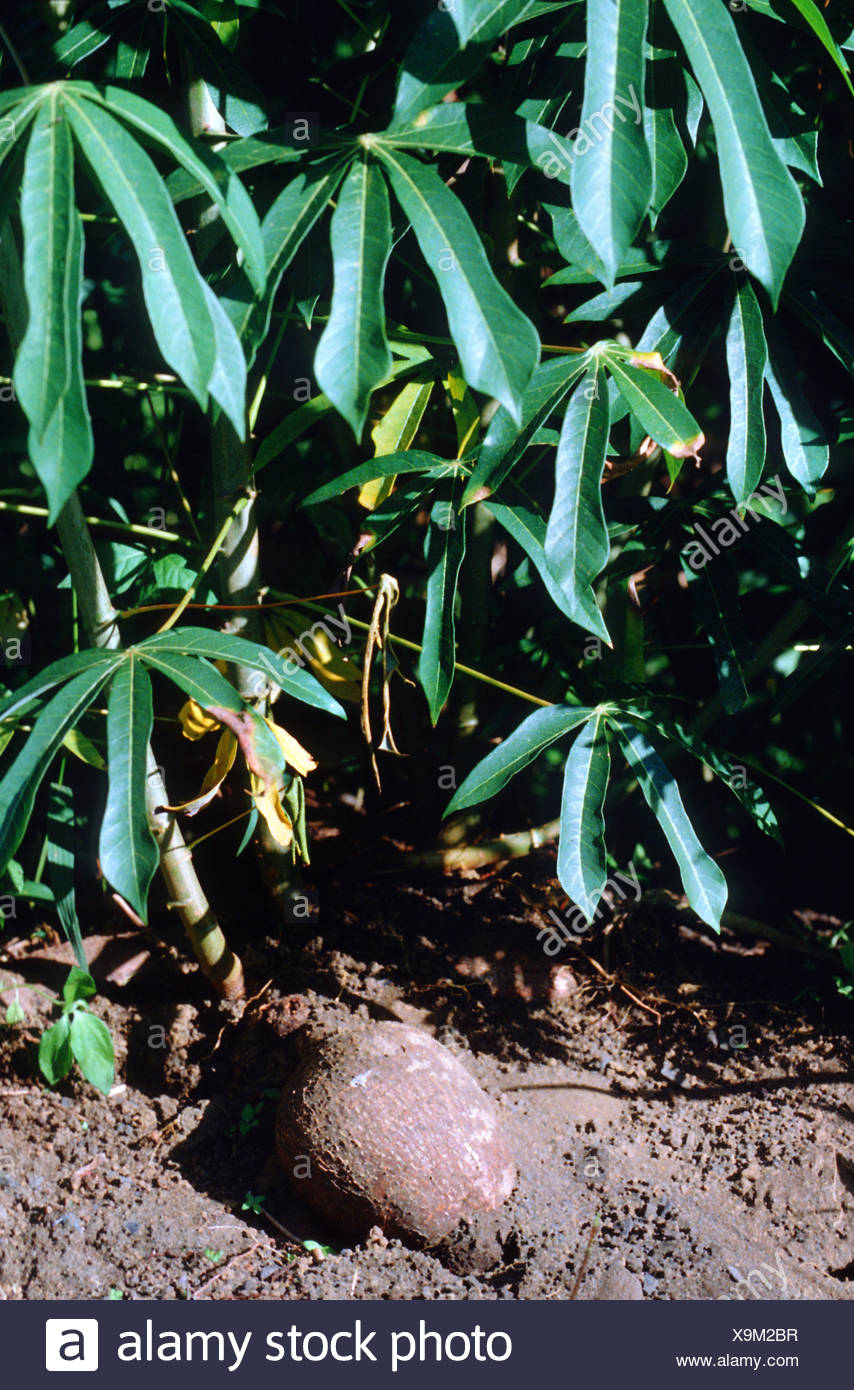 Tapioca Roots High Resolution Stock Photography and Images - Alamy