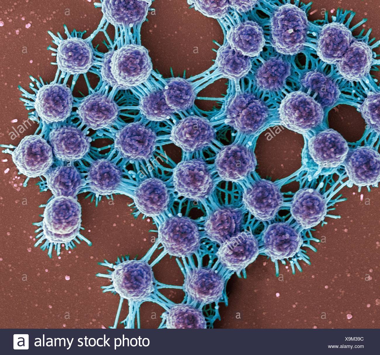 Cocci Electron Microscope High Resolution Stock Photography and Images ...