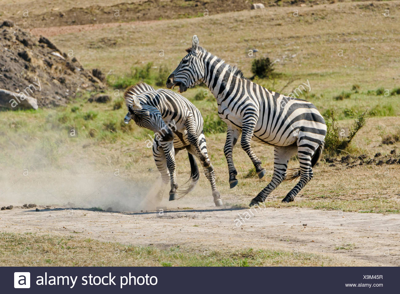 Zebra Competition High Resolution Stock Photography and Images - Alamy