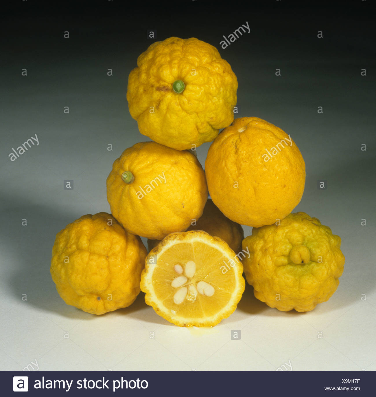 Trifoliate Orange Poncirus Trifoliata High Resolution Stock Photography ...