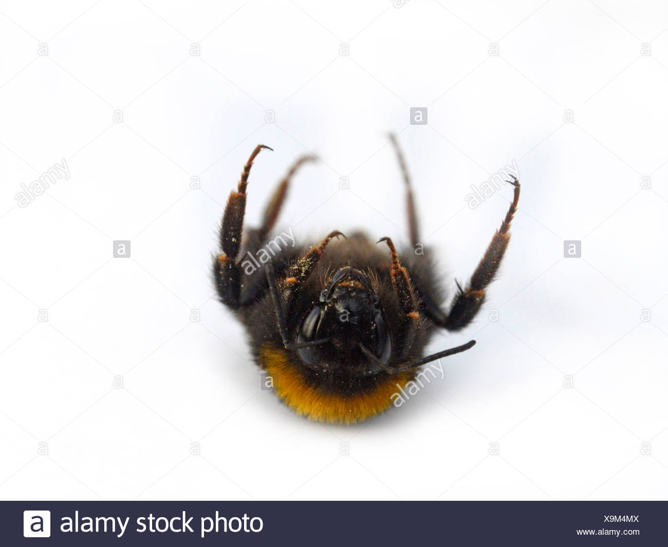 Dead Bee Stock Photos & Dead Bee Stock Images - Alamy