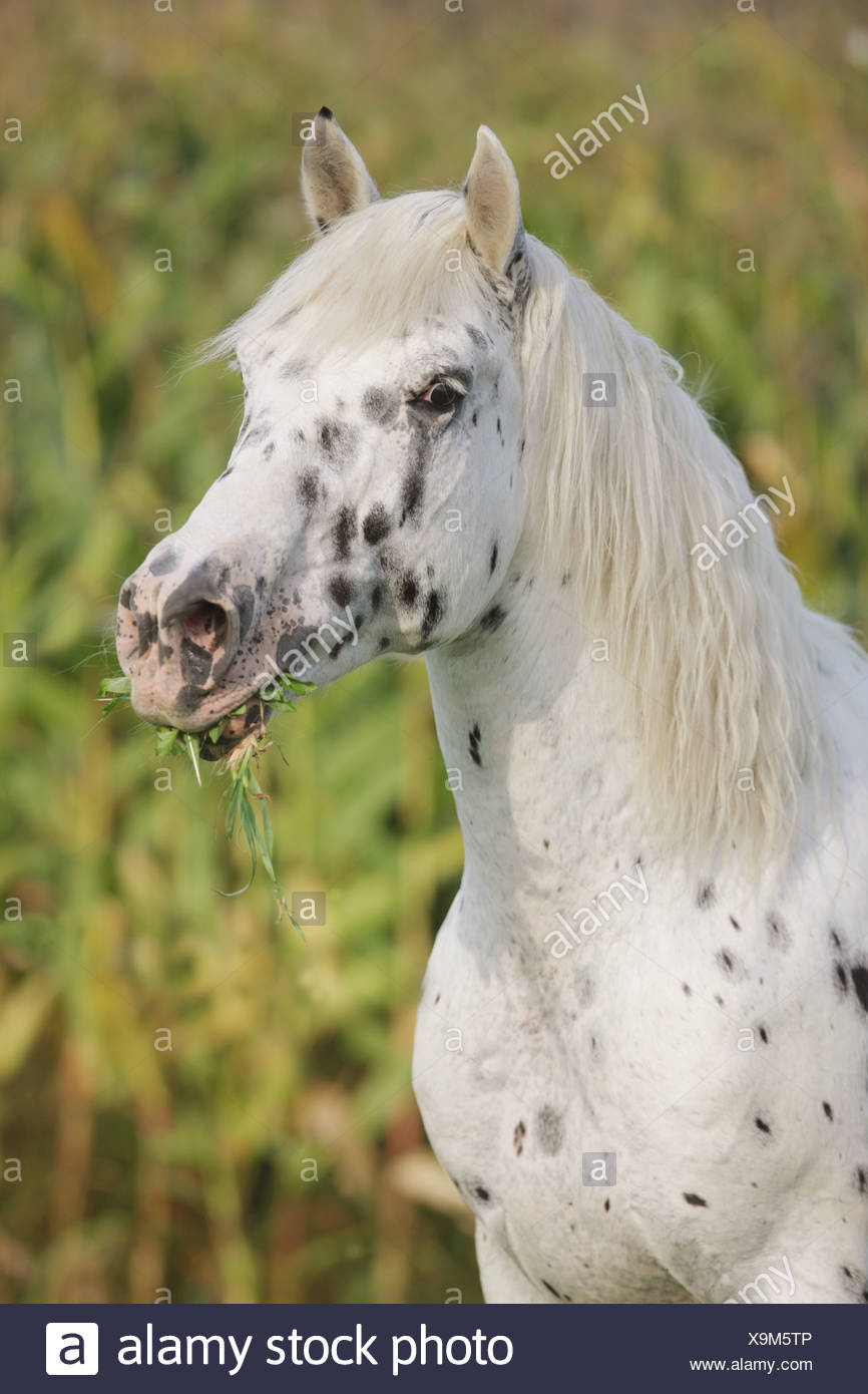 Knabstrup Horses Stock Photos & Knabstrup Horses Stock Images - Alamy