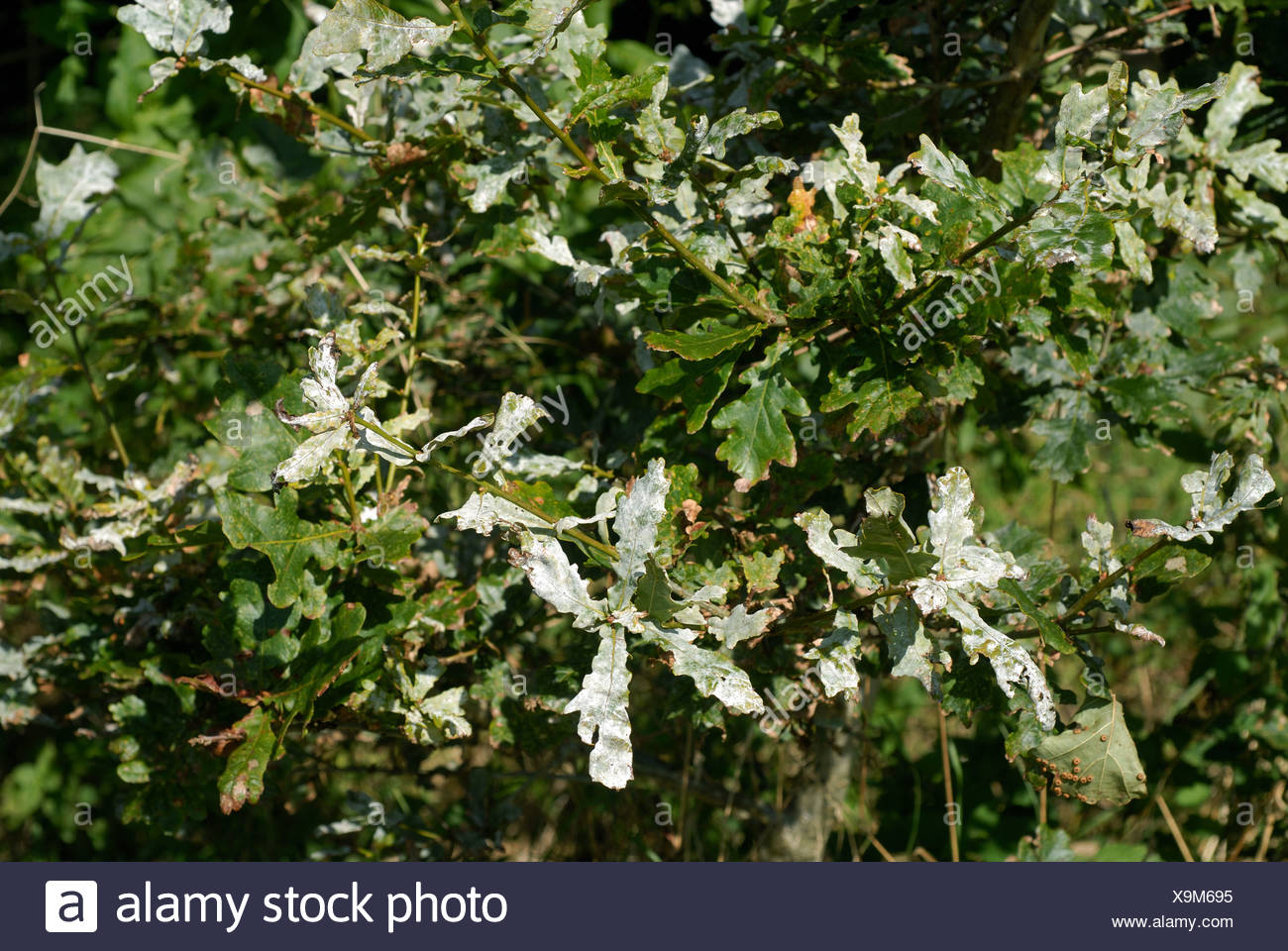 Oak Powdery Mildew High Resolution Stock Photography and Images - Alamy
