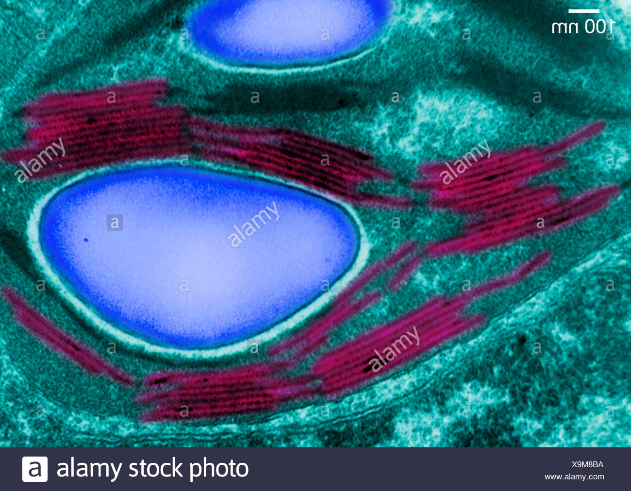 Plant Cell Chloroplast Stock Photos & Plant Cell Chloroplast Stock ...