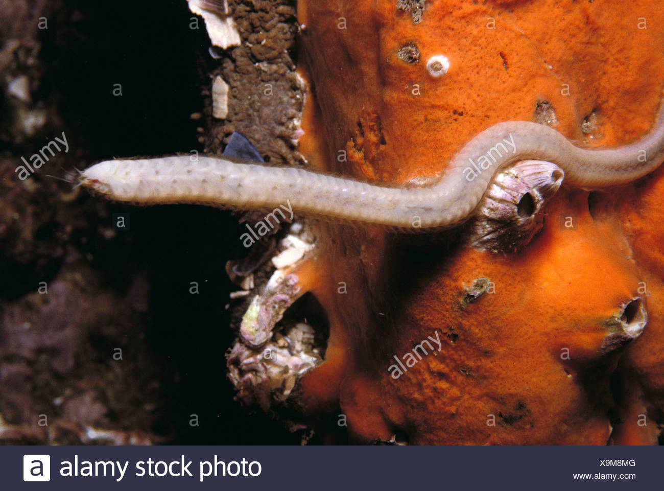 Polynoe High Resolution Stock Photography and Images - Alamy