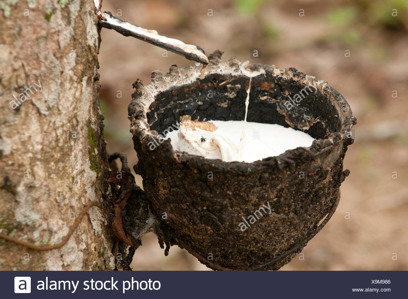 Hevea Brasiliensis High Resolution Stock Photography and Images - Alamy