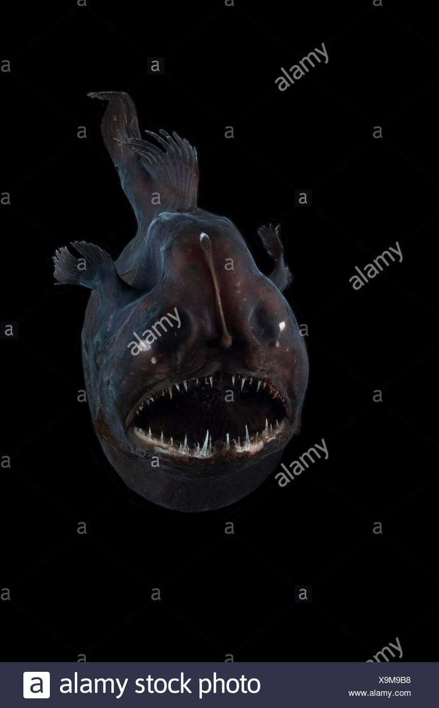 Mid Atlantic Ridge Underwater High Resolution Stock Photography and ...