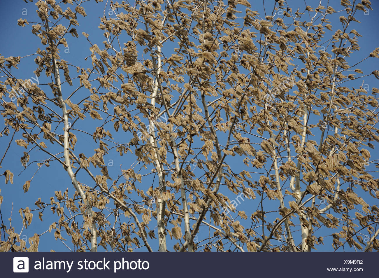 Aspen Tree Flower Stock Photos & Aspen Tree Flower Stock Images - Alamy