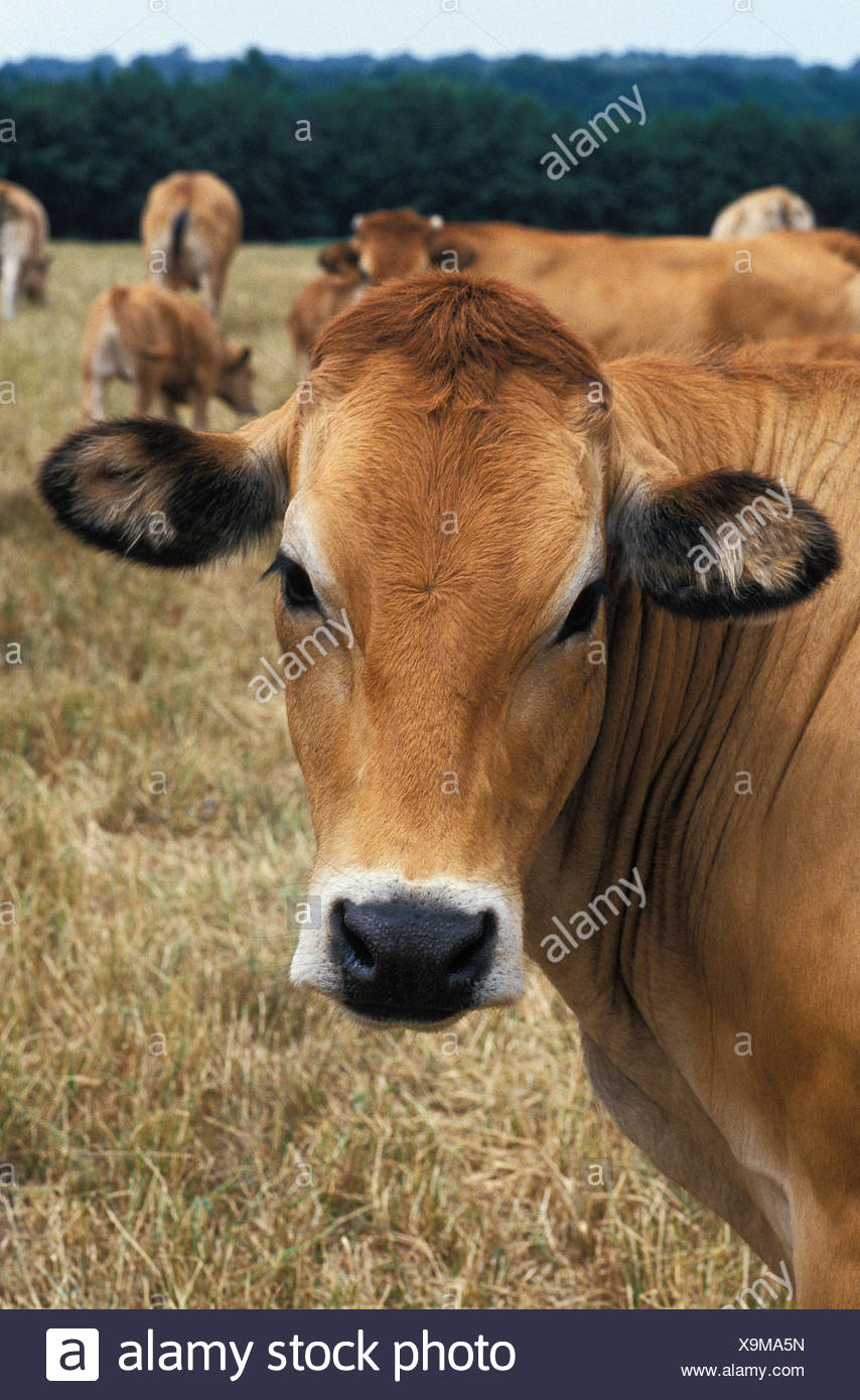 Parthenaise Cattle High Resolution Stock Photography and Images - Alamy