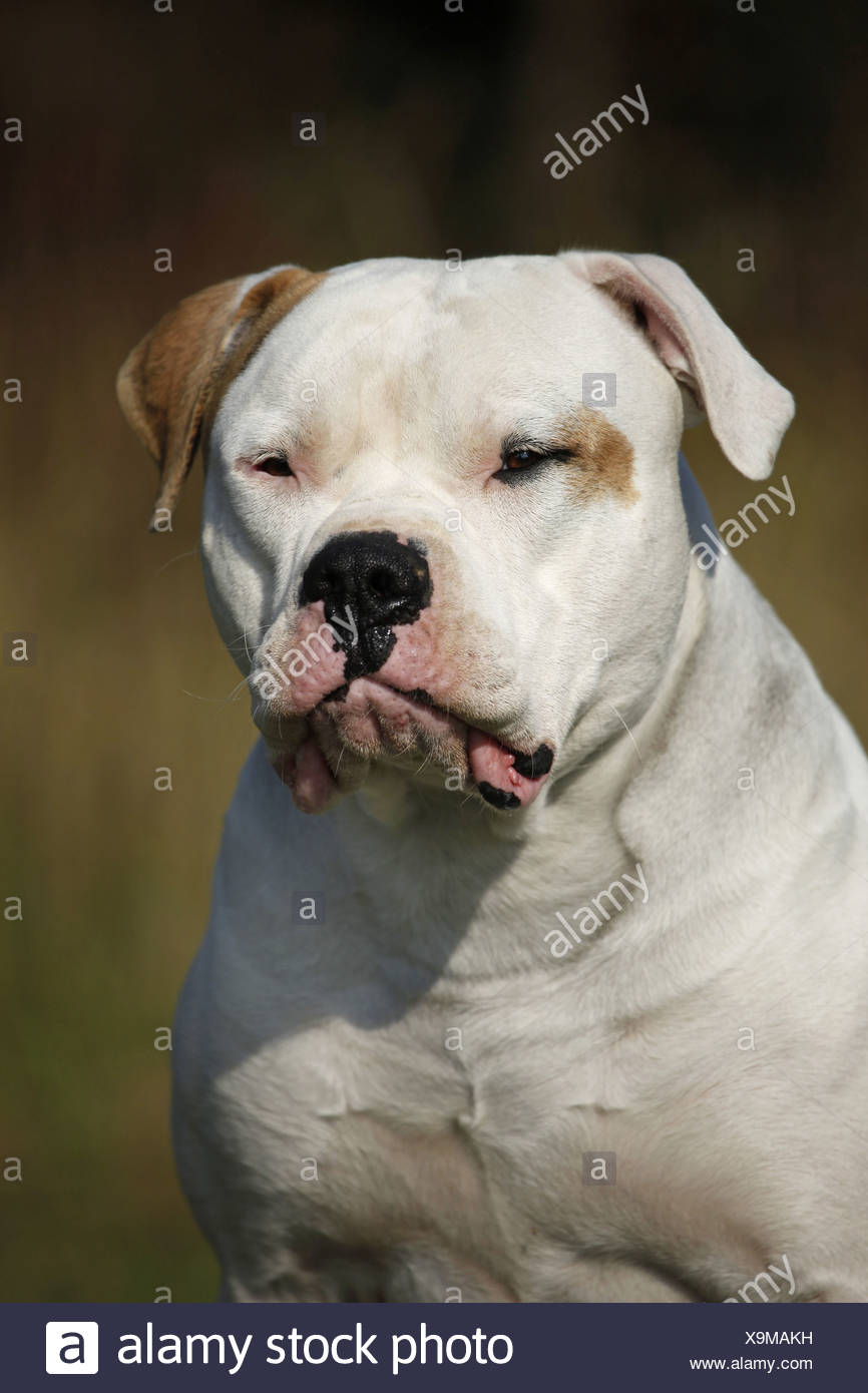 Bullenbeisser High Resolution Stock Photography and Images - Alamy