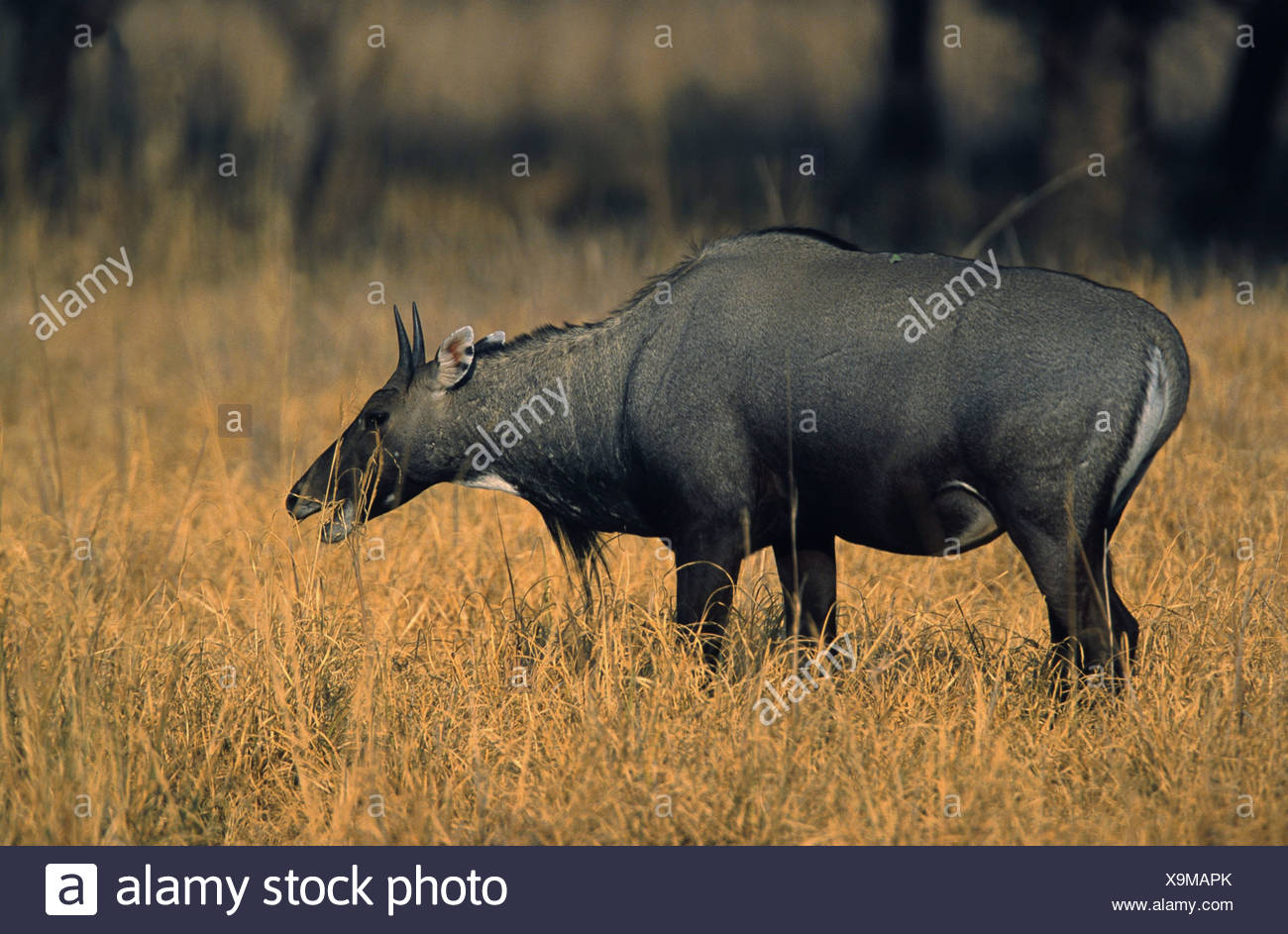 Bluebuck Stock Photos & Bluebuck Stock Images - Alamy