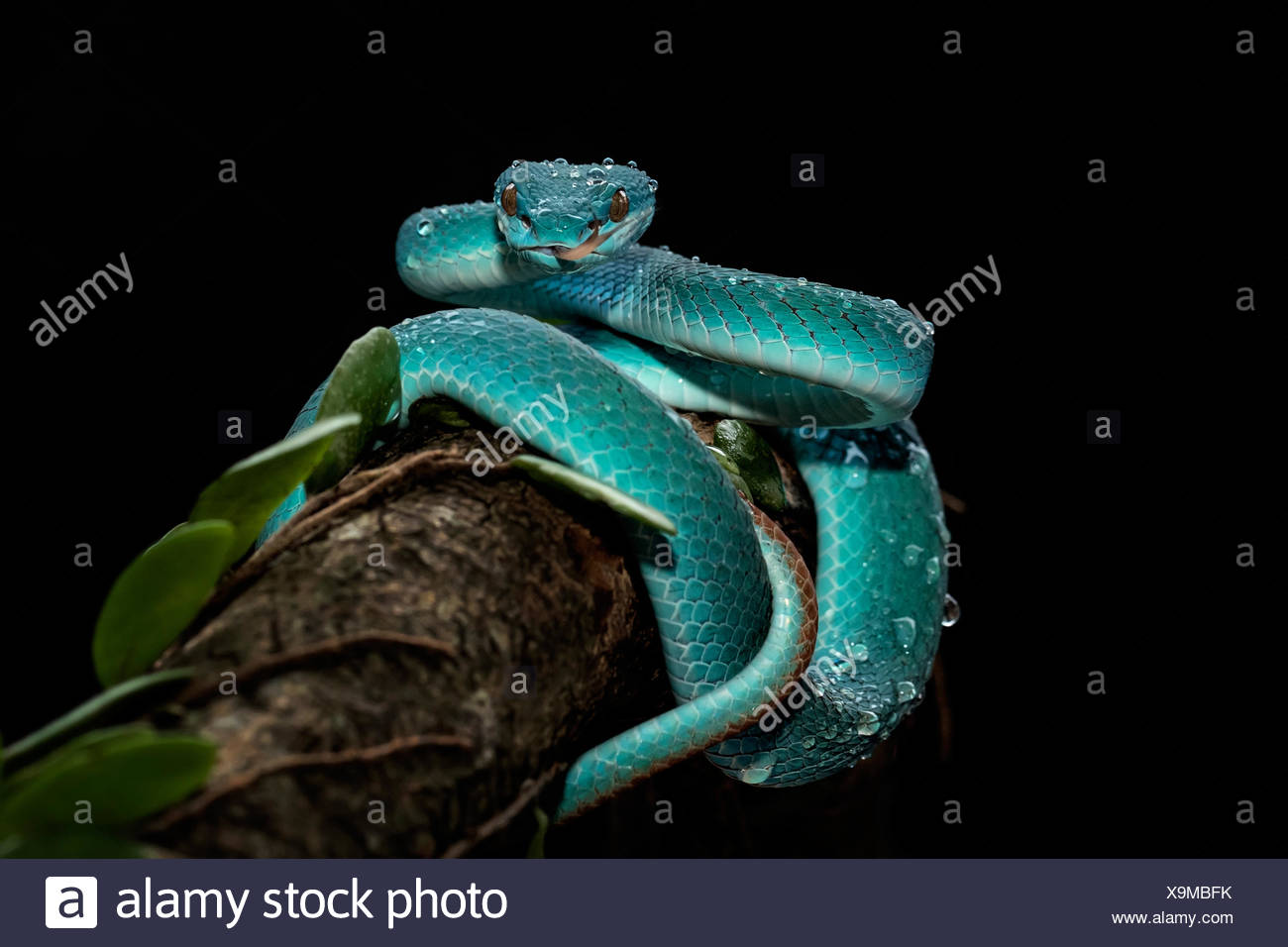 Blue Pit Viper Snake High Resolution Stock Photography and Images - Alamy
