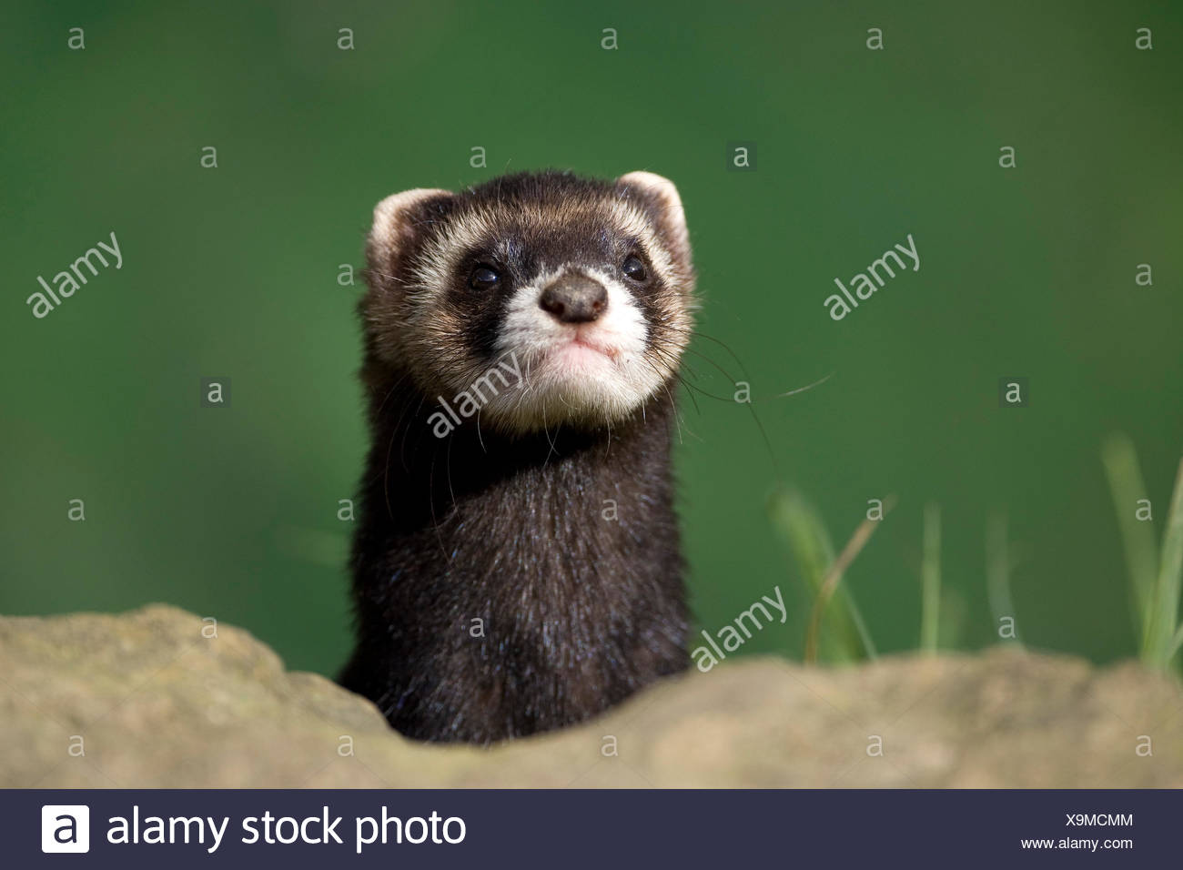 Western Polecat High Resolution Stock Photography and Images - Alamy