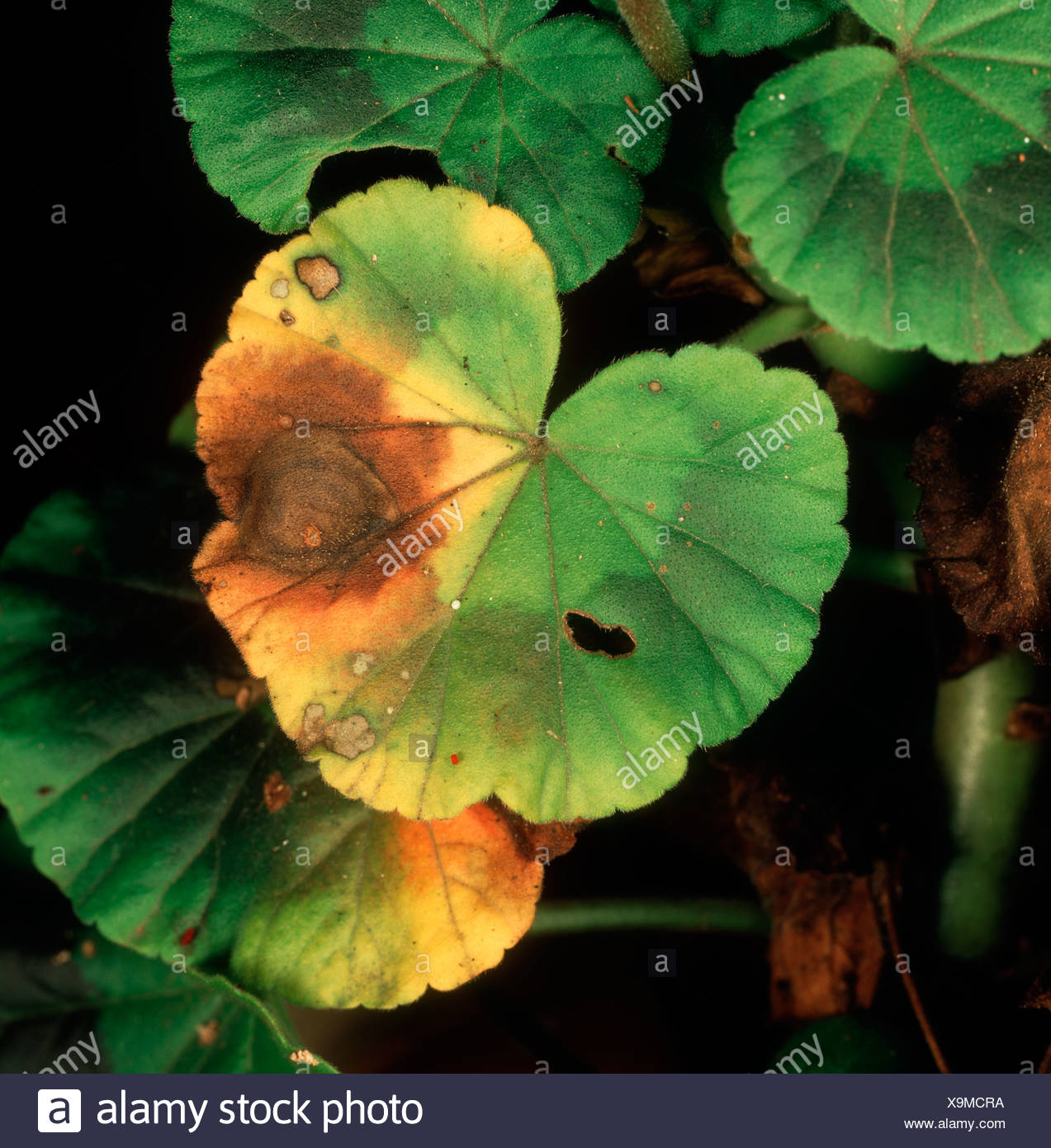 Zonal Geranium Stock Photos & Zonal Geranium Stock Images - Alamy
