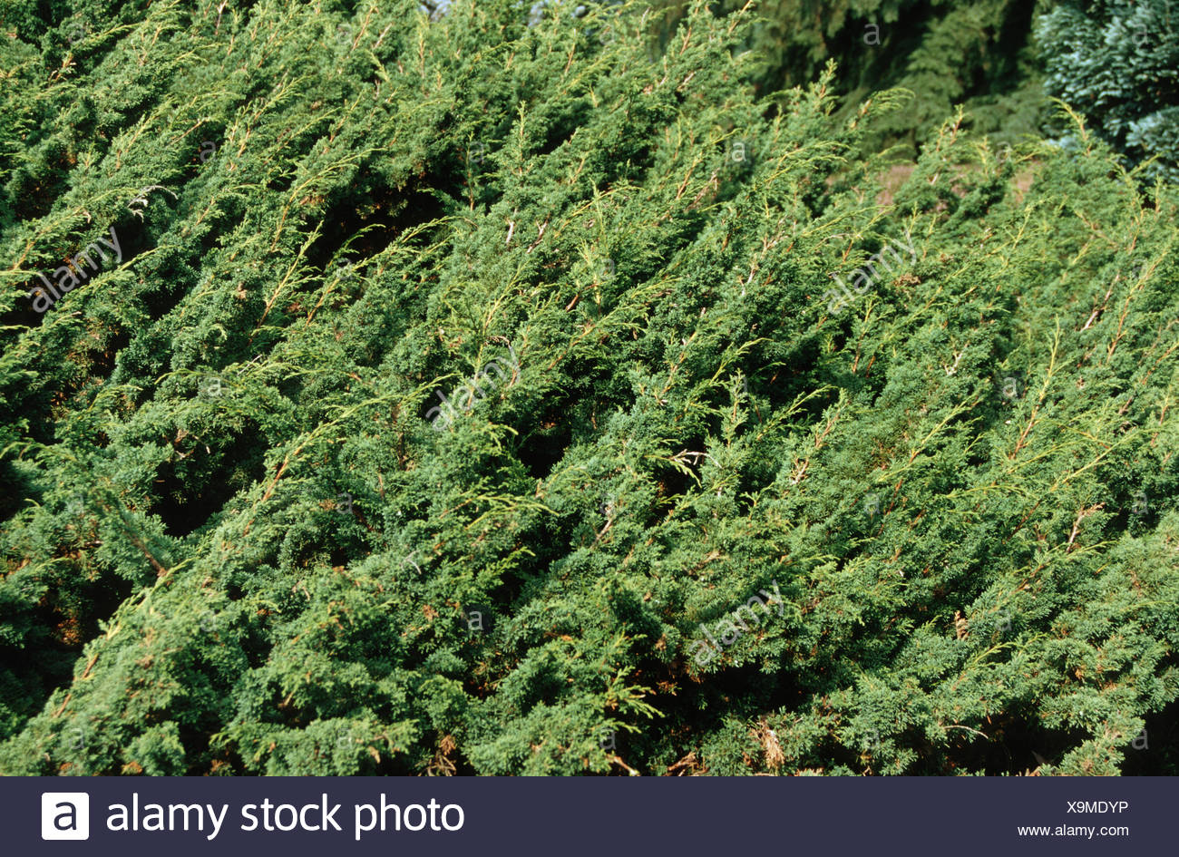 Juniperus Chinensis Pfitzeriana High Resolution Stock Photography and ...